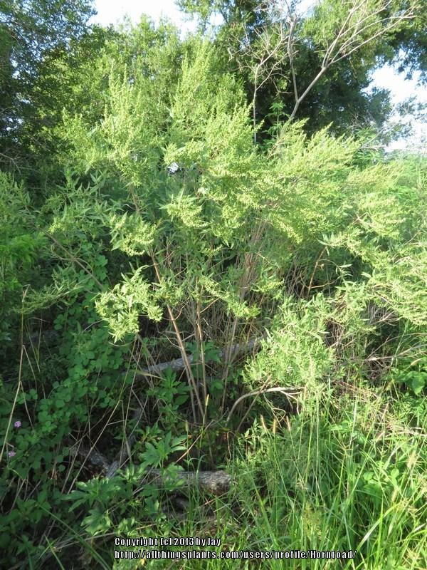 Jesuit's bark (Iva frutescens) - Garden.org