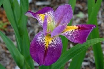 Louisiana Iris (Iris 'Borealis Rex') in the Irises Database - Garden.org