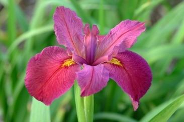 Louisiana Iris (Iris 'Frances Elizabeth') in the Irises Database ...