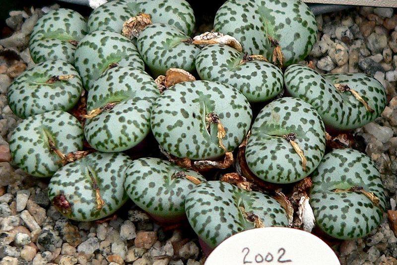 Conophytum obcordellum - Garden.org
