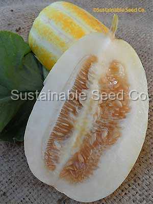 Crisp Melon (Cucumis melo 'Early Silver Line') in the Cantaloupes ...