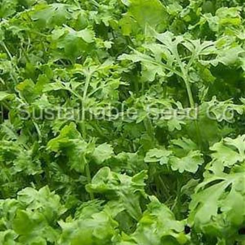 Garden Cress (Lepidium sativum 'Wrinkled Crinkled Crumpled') - Garden.org