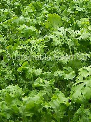 Garden Cress (Lepidium sativum 'Wrinkled Crinkled Crumpled') - Garden.org