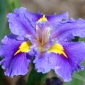 Louisiana Iris (Iris 'Queen Jeanne') in the Irises Database - Garden.org