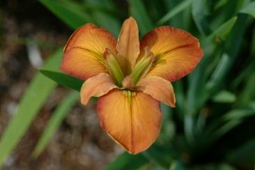 Louisiana Iris (Iris 'Ride for Dixie') in the Irises Database - Garden.org