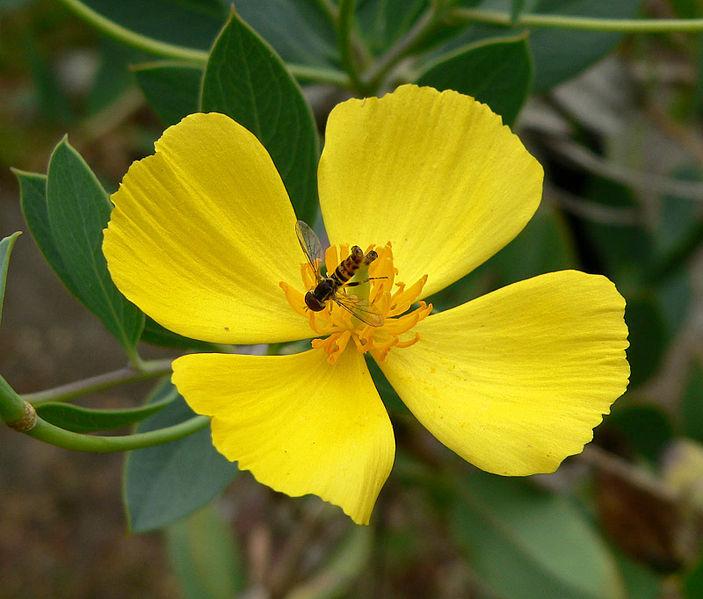Island Bush Poppy (Dendromecon harfordii) - Garden.org