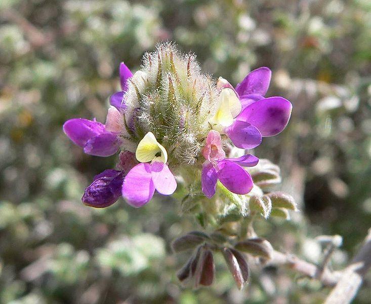 Trailing Smoke Bush (Dalea greggii) - Garden.org