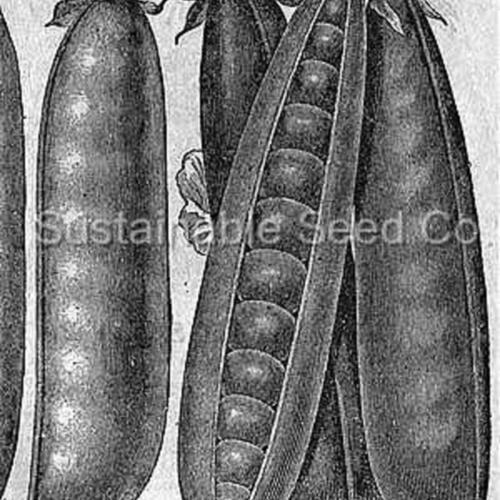 English Pea (Lathyrus oleraceus 'Thomas Laxton') in the Peas Database ...