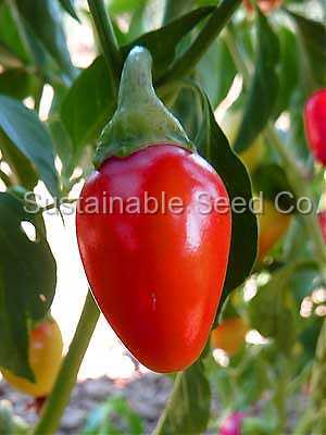 Hot Pepper (Capsicum annuum 'Cascabella') in the Peppers Database ...