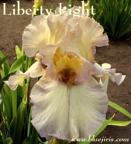 Tall Bearded Iris (Iris 'Liberty Light') in the Irises Database ...