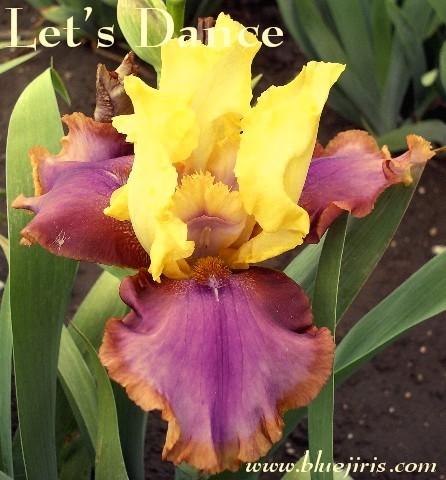 Tall Bearded Iris (Iris 'Let's Dance') in the Irises Database - Garden.org