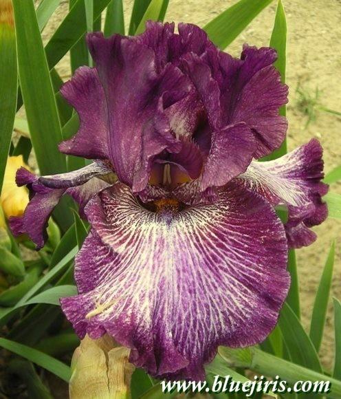 Tall Bearded Iris (Iris 'Laugh Lines') in the Irises Database - Garden.org