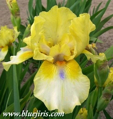Intermediate Bearded Iris (Iris 'Like a Charm') in the Irises Database ...