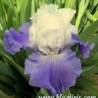 Tall Bearded Iris (Iris 'Laura Buelow') in the Irises Database - Garden.org