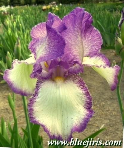 Tall Bearded Iris (Iris 'Lavender Sparkle') in the Irises Database ...