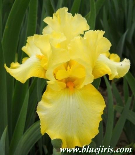 Tall Bearded Iris (Iris 'Lemon Gumdrop') in the Irises Database ...