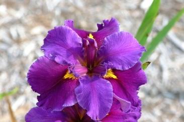 Louisiana Iris (Iris 'Whistling Dixie') in the Irises Database - Garden.org