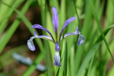 Species Iris (Iris anguifuga 'Snake Bane') in the Irises Database ...