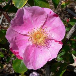 Rose (Rosa 'Anemone') in the Roses Database - Garden.org