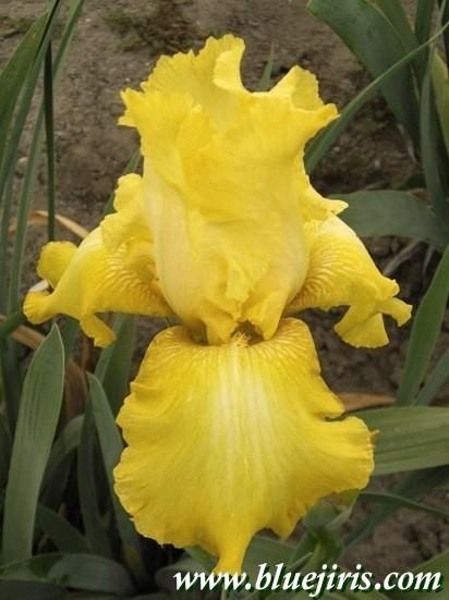 Tall Bearded Iris (Iris 'Lux Aeterna') in the Irises Database - Garden.org