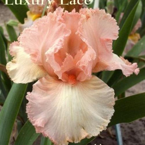 Tall Bearded Iris (Iris 'Luxury Lace') in the Irises Database - Garden.org