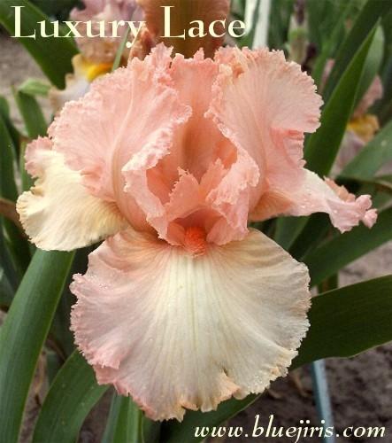 Tall Bearded Iris (Iris 'Luxury Lace') in the Irises Database - Garden.org