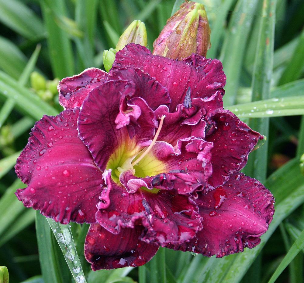 Daylily (Hemerocallis 'Joan Jackson') in the Daylilies Database - Garden.org