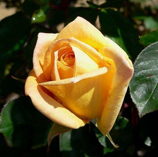 Photo of the bloom of Rose (Rosa 'Oregold') posted by robertduval14 ...