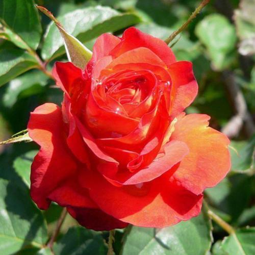 Rose (Rosa 'Lydia 1973') in the Roses Database - Garden.org