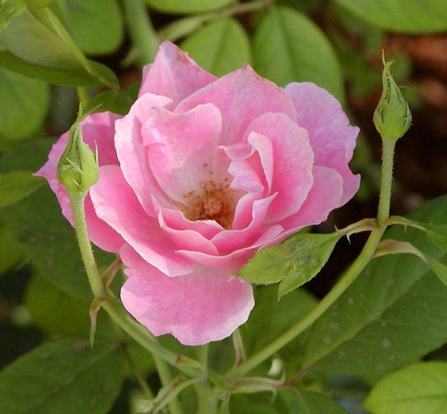 Photo of the bloom of Rose (Rosa 'Simplicity') posted by robertduval14 ...