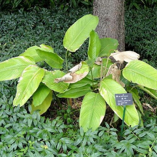 Phrynium pubinerve - Garden.org