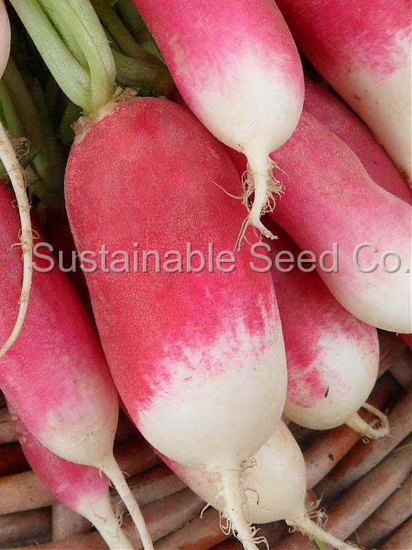 Photo of the fruit of Radish (Raphanus sativus 'French Breakfast ...