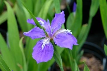 Photo of the bloom of Species Iris (Iris tectorum 'Woolong') posted by ...