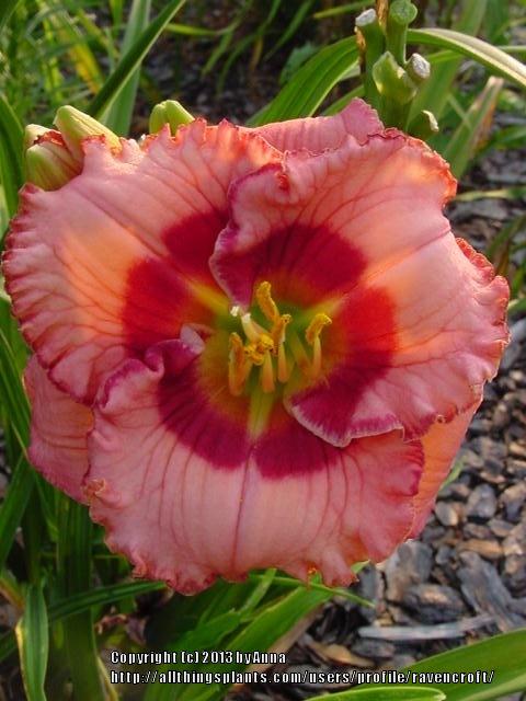 Photo of the bloom of Daylily (Hemerocallis 'Cherry Valentine') posted ...