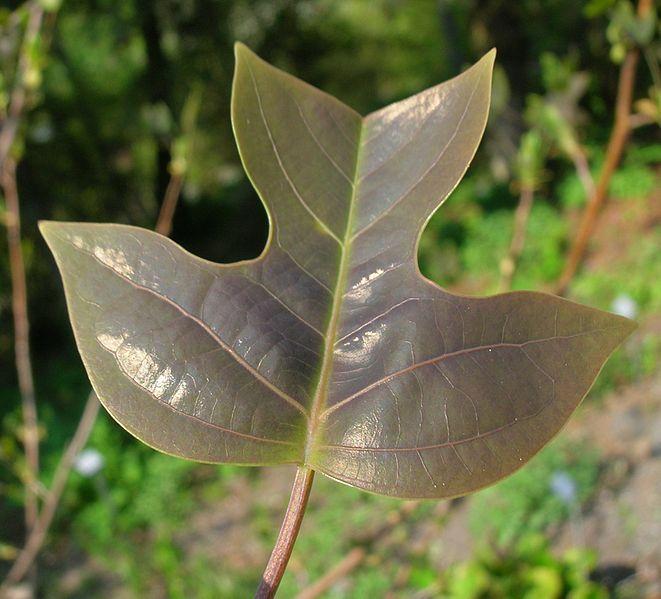 Chinese Tulip Tree (Liriodendron chinense) - Garden.org