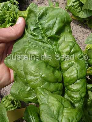 Spinach (Spinacia oleracea 'Merlo Nero') in the Spinaches Database ...