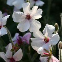 Photo of the bloom of Geranium (Geranium maderense 'Alba') posted by ...