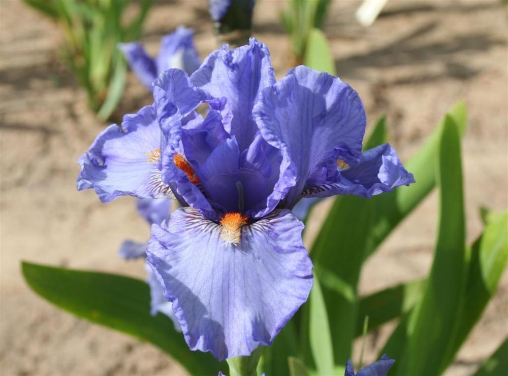 Photo of the bloom of Intermediate Bearded Iris (Iris 'Fire in the Sky ...
