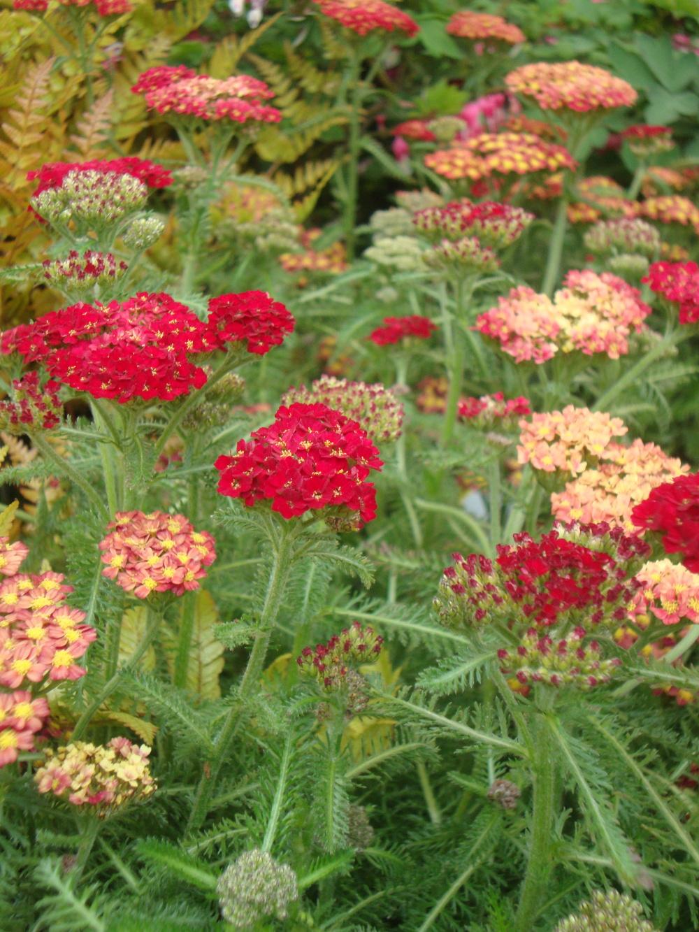 Photo of the entire plant of Yarrow (Achillea Desert Eve™ Red) posted ...