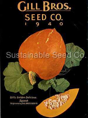 Winter Squash (Cucurbita maxima 'Golden Delicious') in the Gourds ...