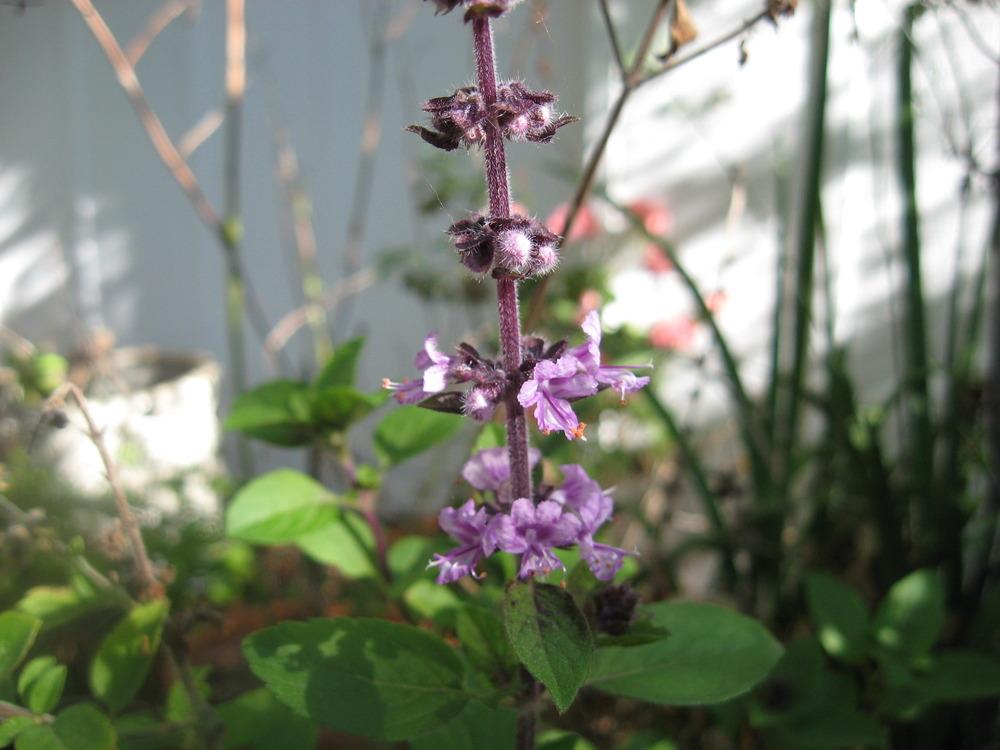 Photo of the bloom of African Blue Basil (Ocimum 'African Blue') posted ...