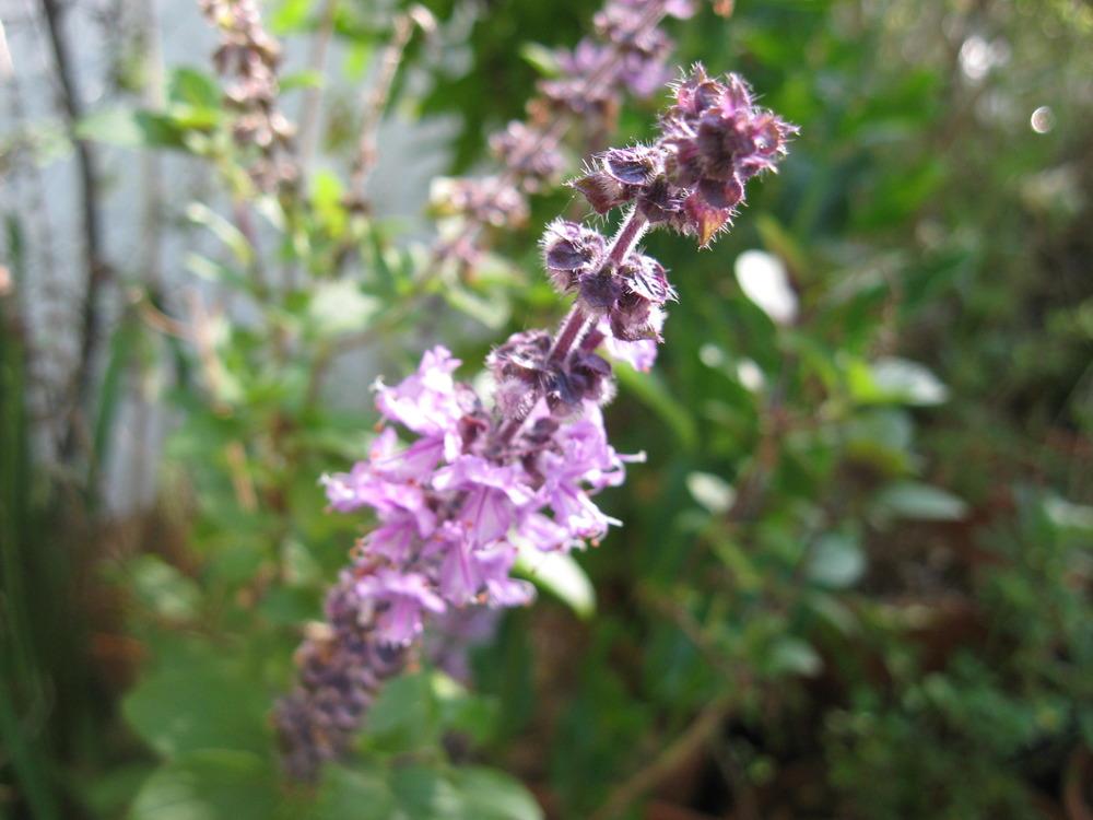Photo of the bloom of African Blue Basil (Ocimum 'African Blue') posted ...