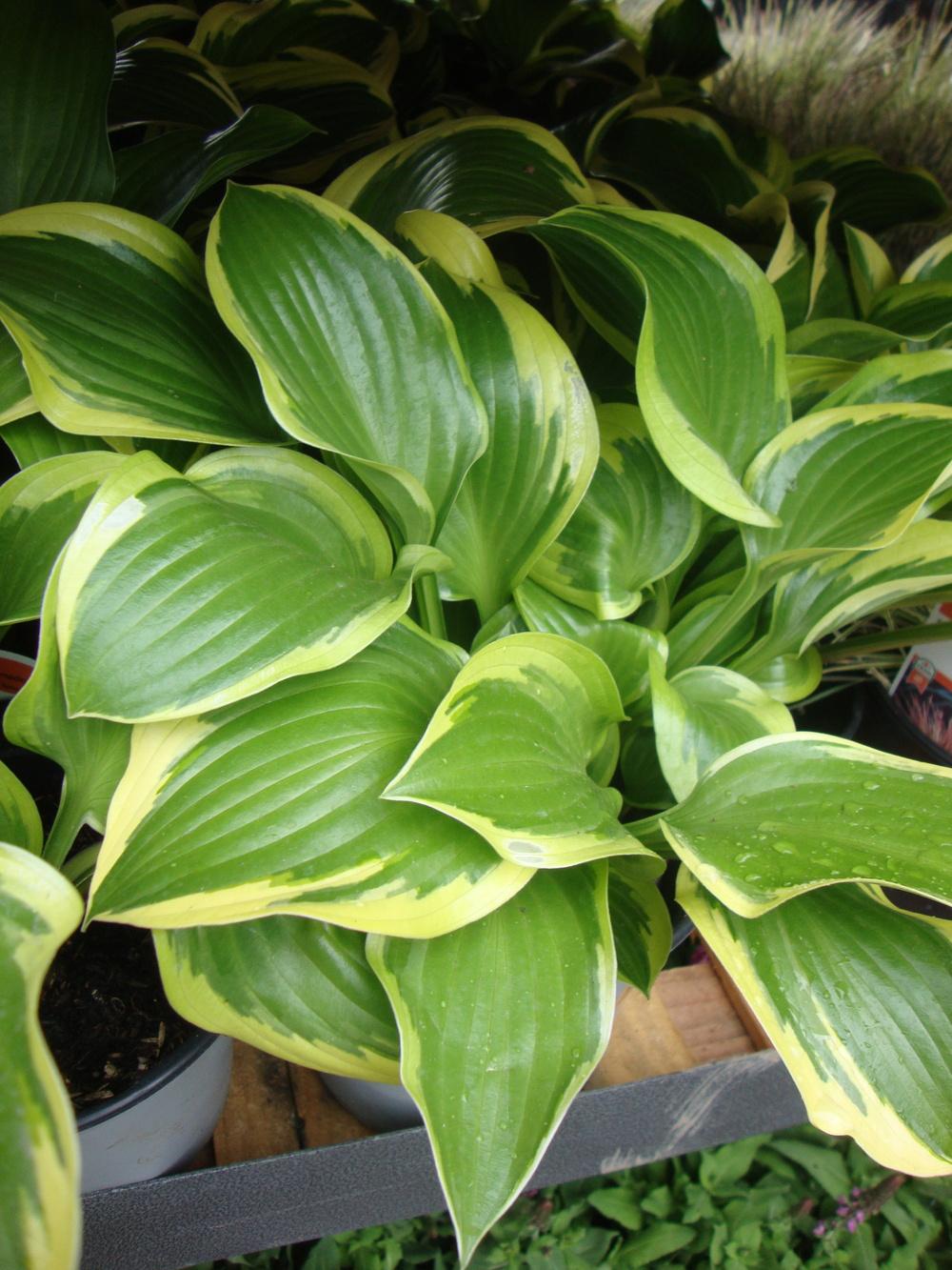 Photo of the entire plant of Hosta 'Queen Josephine' posted by Paul2032 ...