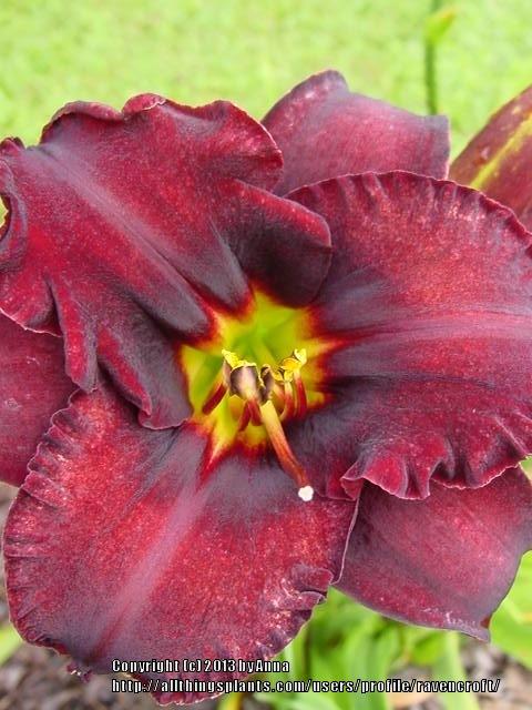 Photo of the bloom of Daylily (Hemerocallis 'Midnight Magic') posted by RavenCroft - Garden.org
