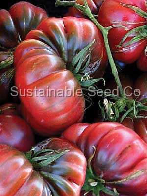 Tomato (Solanum lycopersicum 'Tim's Black Ruffles') in the Tomatoes ...
