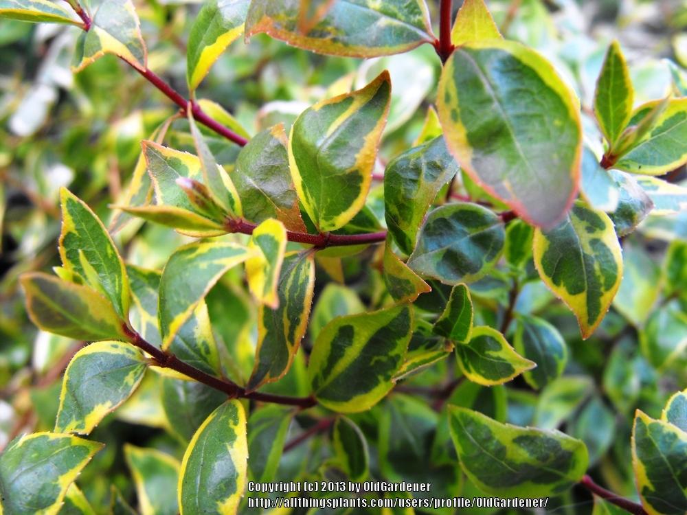 Abelia (Zabelia Sunshine Daydream) in the Abelias Database - Garden.org