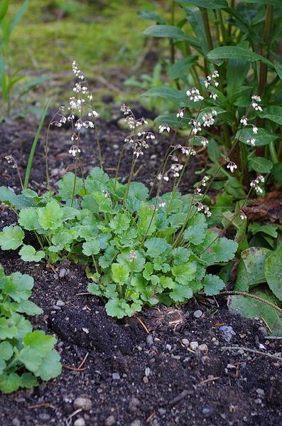 Photo of the entire plant of Pink alumroot (Heuchera rubescens) posted ...