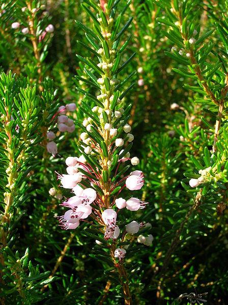 Cornish Heath (Erica vagans) - Garden.org