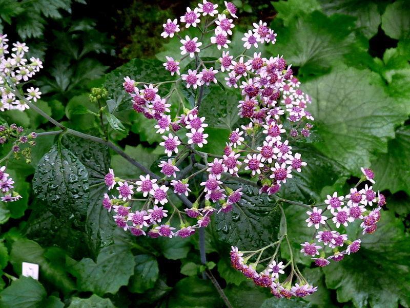 Cineraria (Pericallis papyracea) - Garden.org