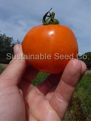 Tomato (Solanum lycopersicum 'Golden Sunray') in the Tomatoes Database ...
